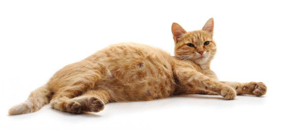 Cat Pregnancy: Symptoms, Stages & All You Need to Know – mypetguru.com