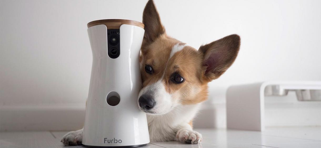 10 Best Dog Cameras in 2025: ⭐ Reviewed by Types - mypetguru.com