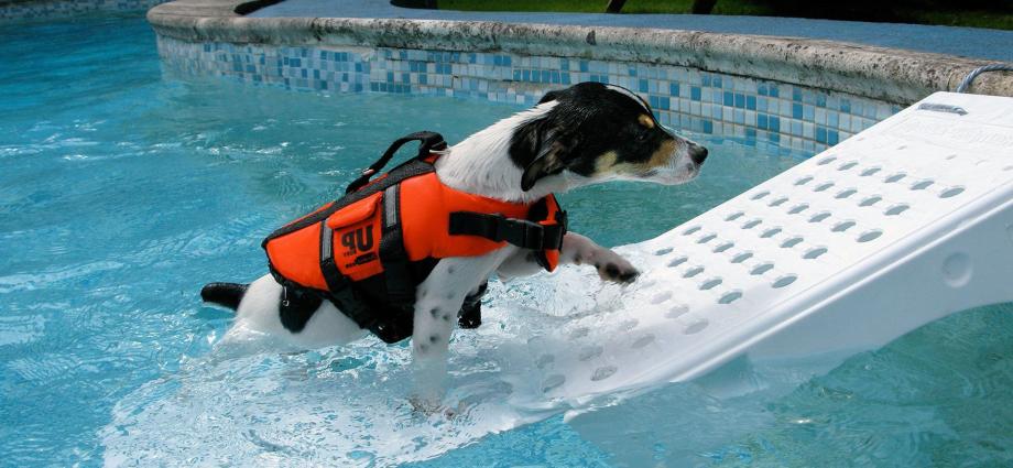 Dog Pool Safety: How to Keep Your Dog Safe in Water – mypetguru.com