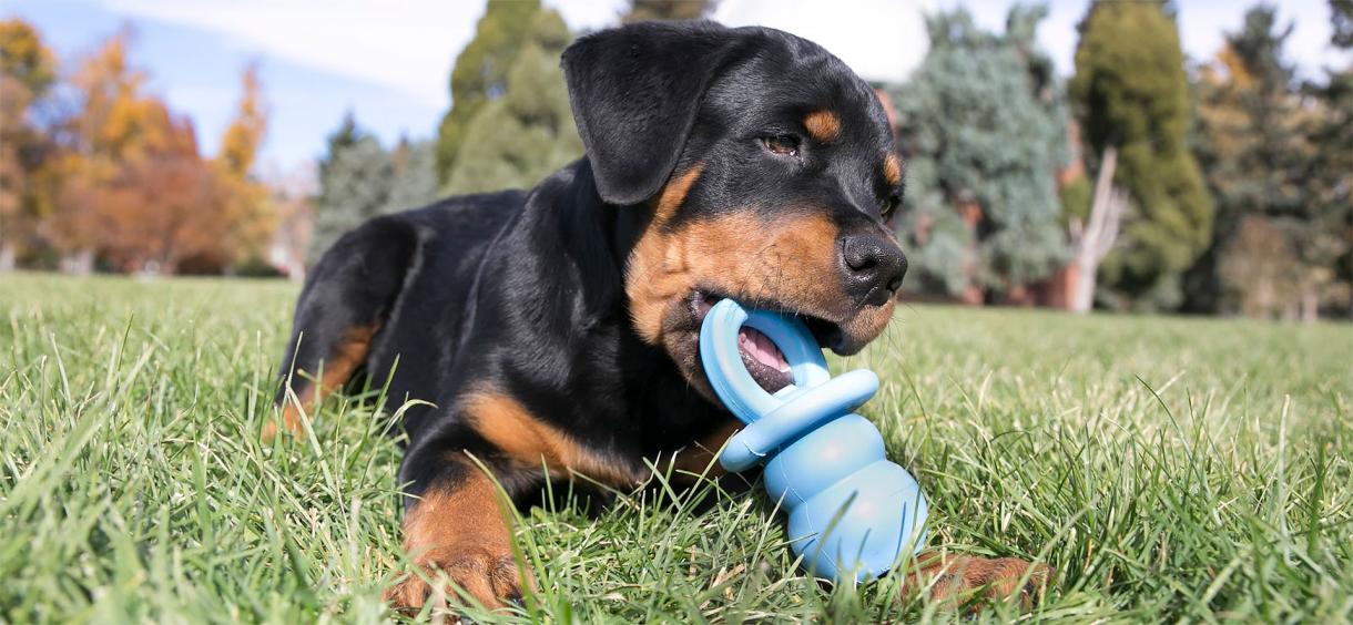 10 Best Interactive Dog Toys in 2025: ️Unbiased Reviews and Buyer's ...