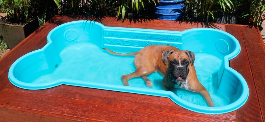 10 Best Dog Pools in 2025: 👌 Ultimate Guide & Reviews Pools for Dog ...