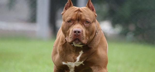 Top 6 Scariest Looking Dog Breeds in 2025 - mypetguru.com