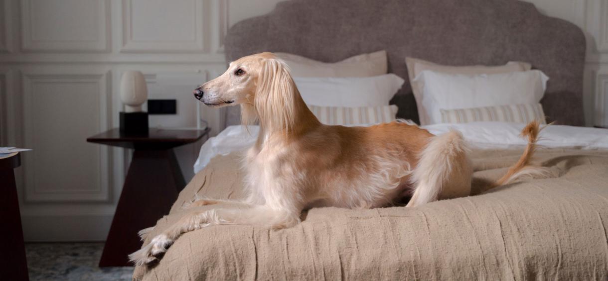 Submissive Dog Behavior: Behavioral Signs & All You Need to Know ...